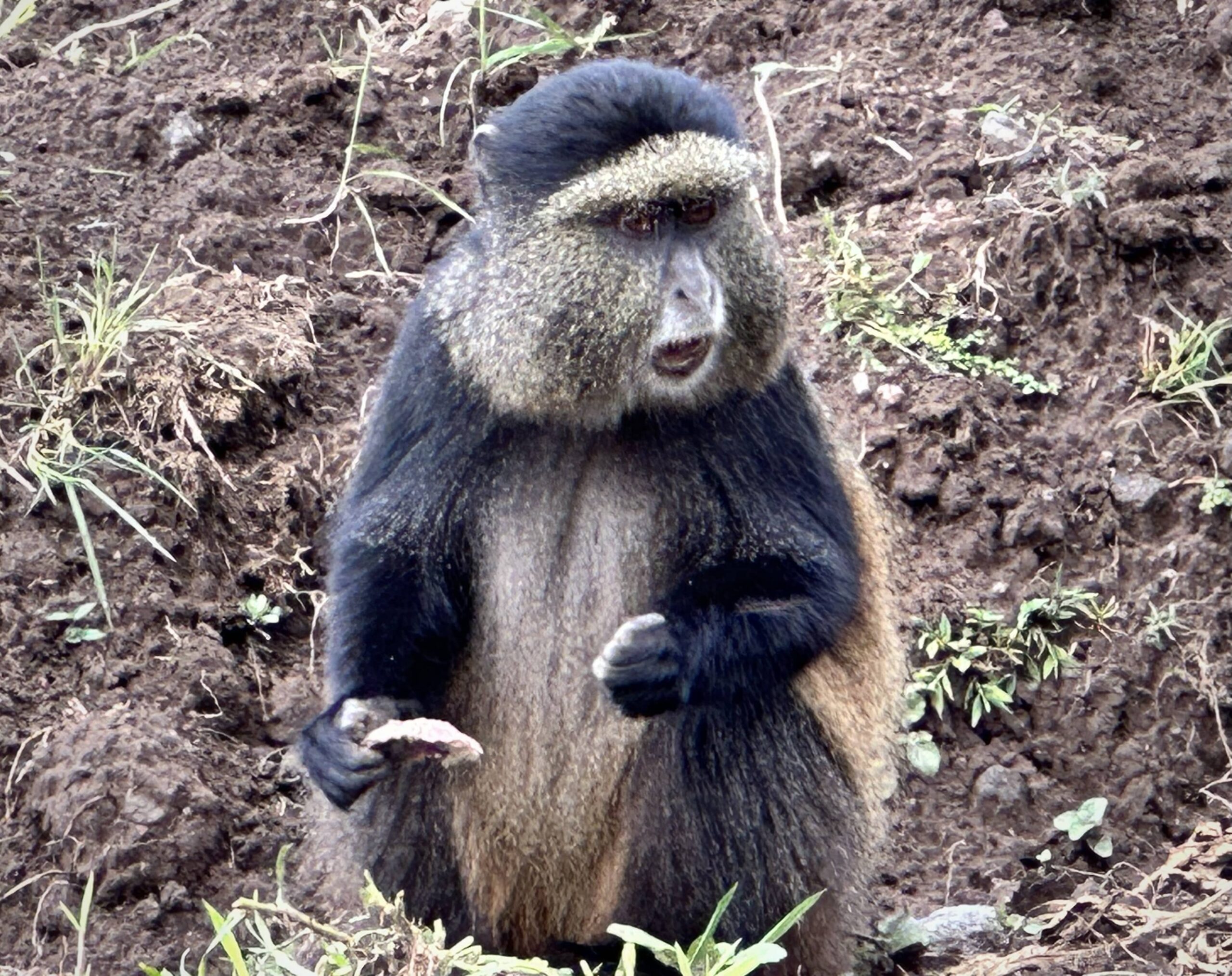 Golden Monkey Trek Rwanda – LV Travel Adventures