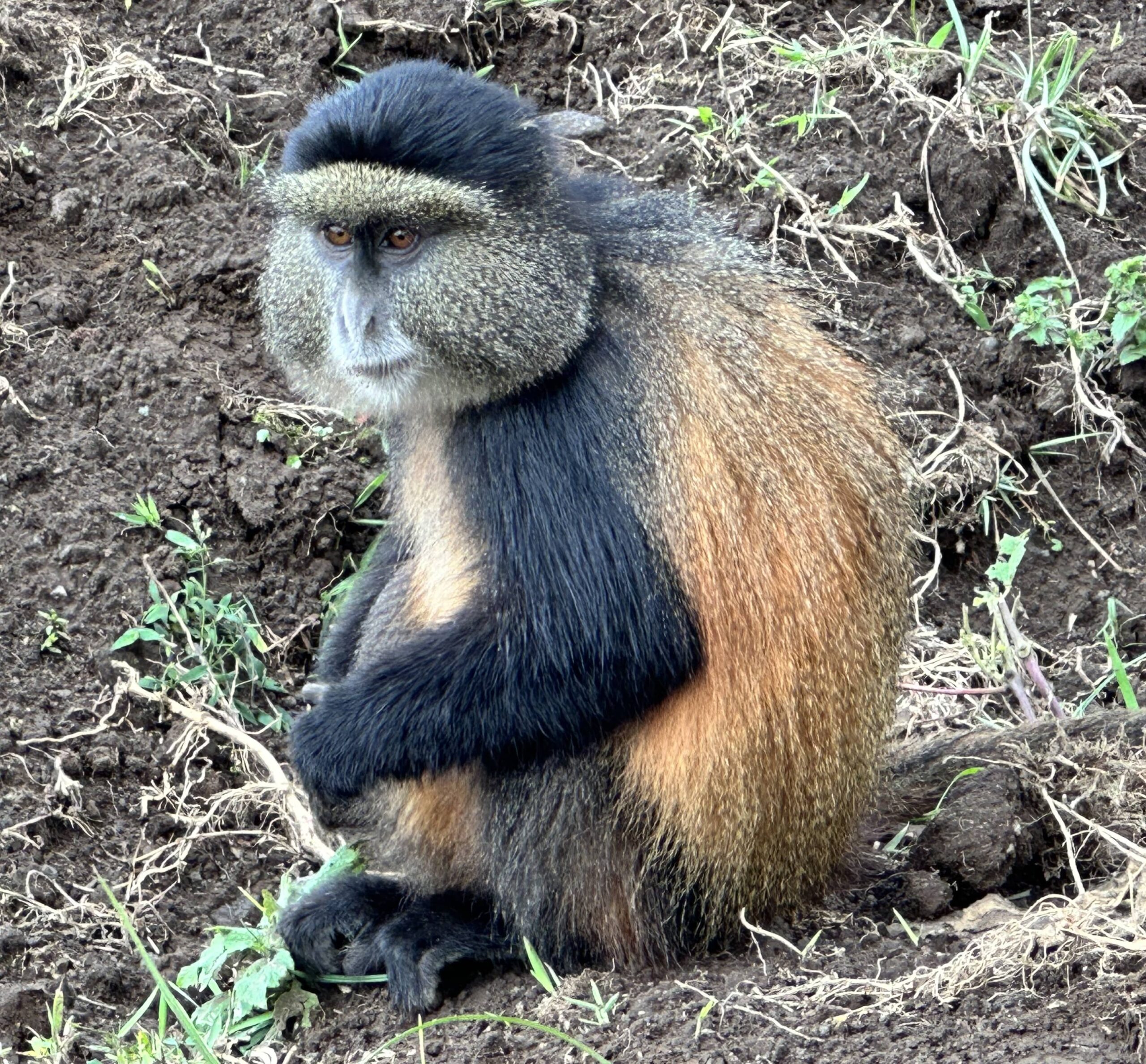 Golden Monkey Trek Rwanda – LV Travel Adventures