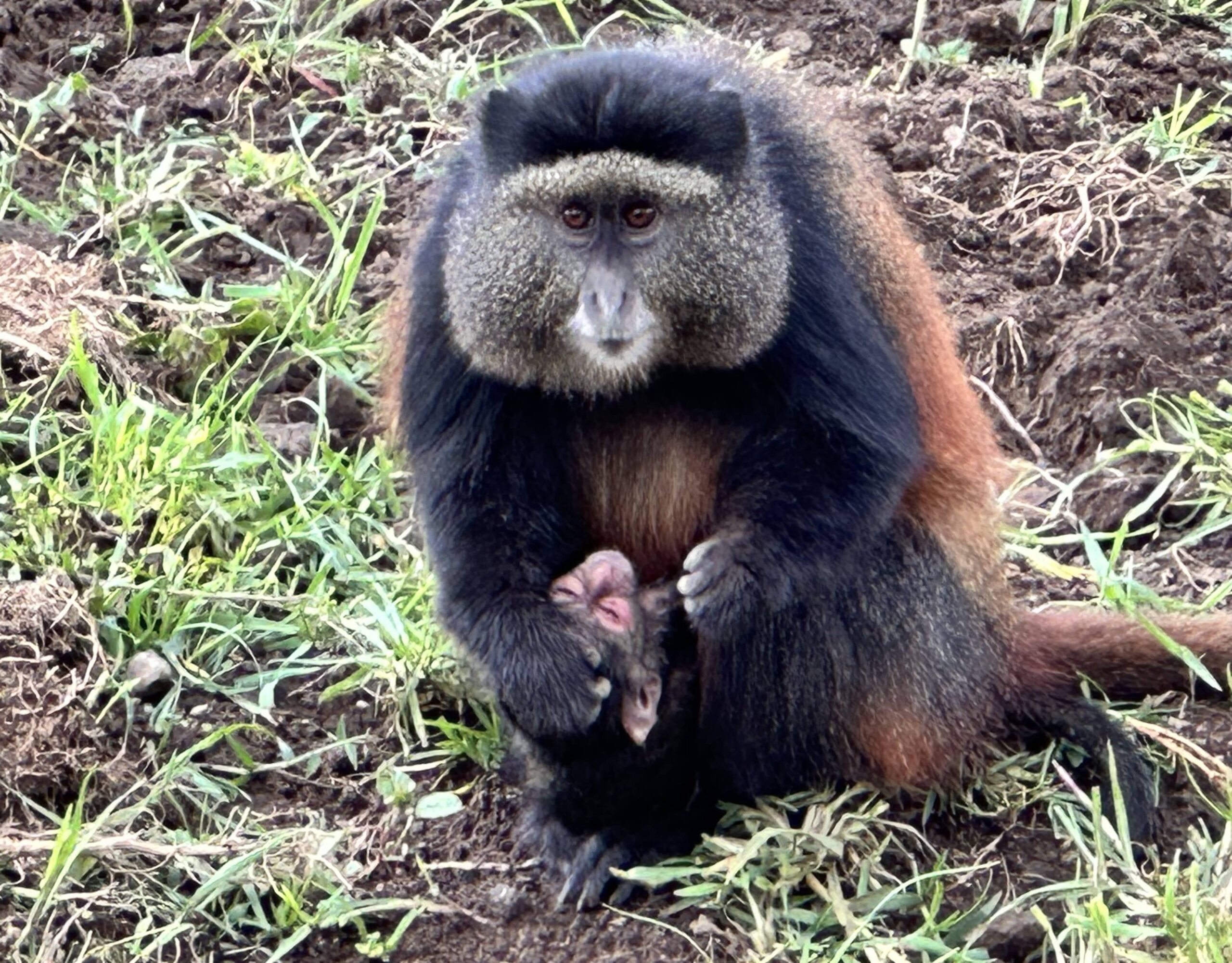 Golden Monkey Trek Rwanda – LV Travel Adventures