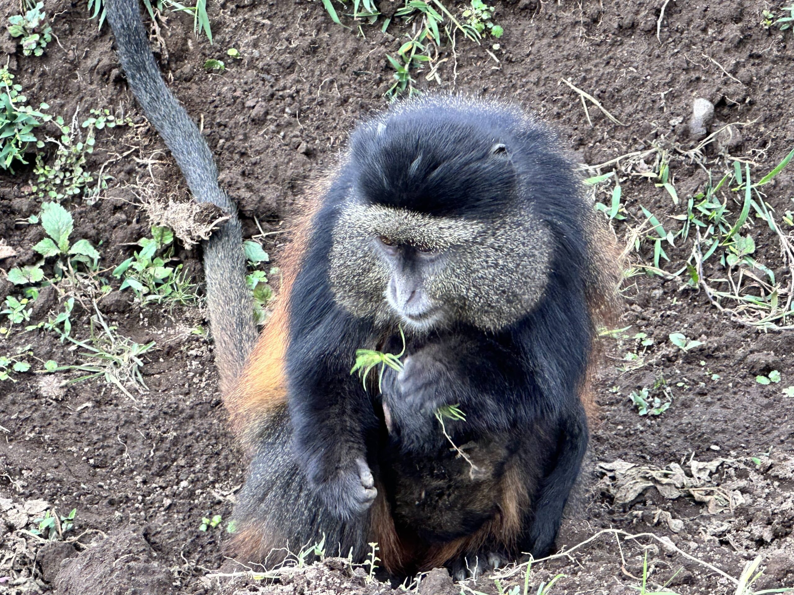 Golden Monkey Trek Rwanda – LV Travel Adventures